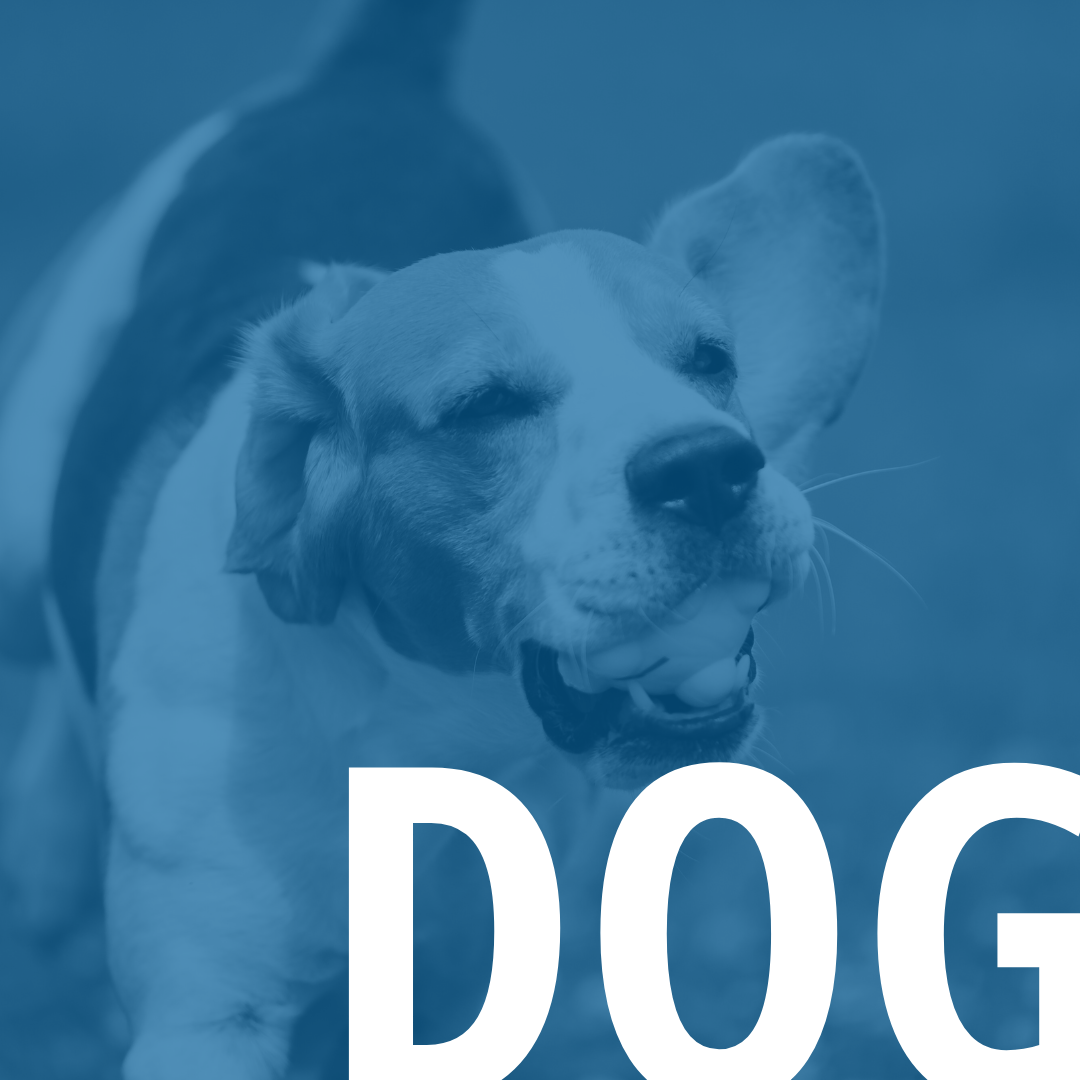 Dog – My Store