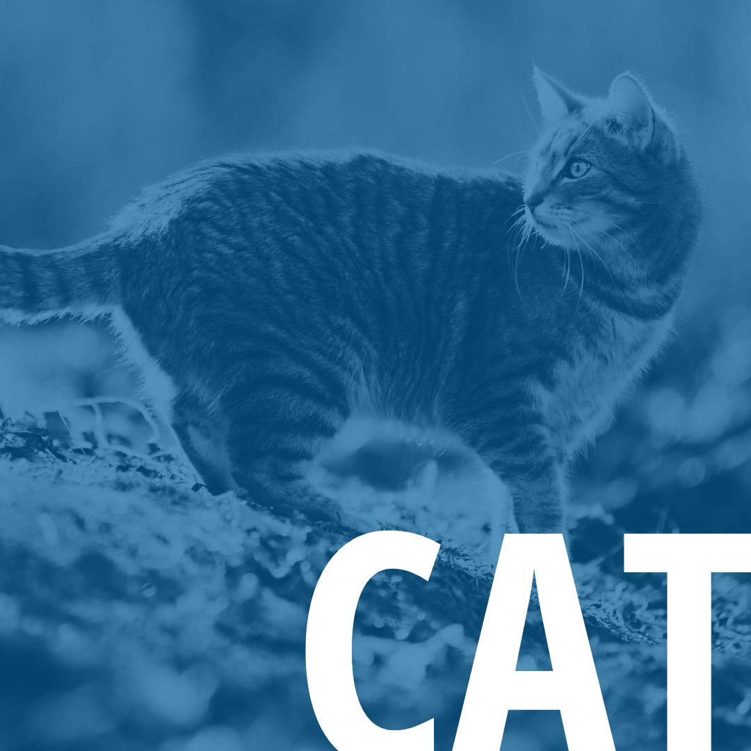 Cat – My Store